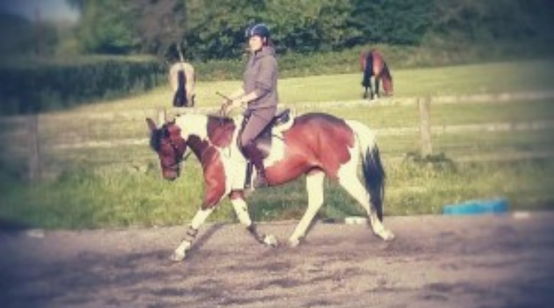 Velvet's fetlock puncture wound – RenaSan